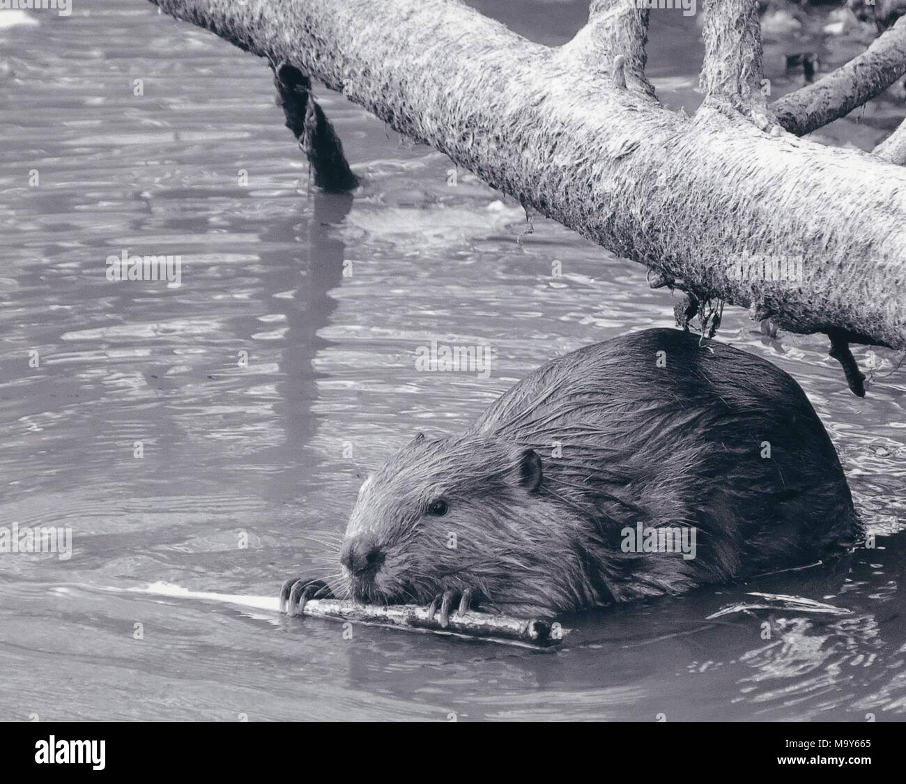 Beaver wildlife animal photo and image hi-res stock photography and ...