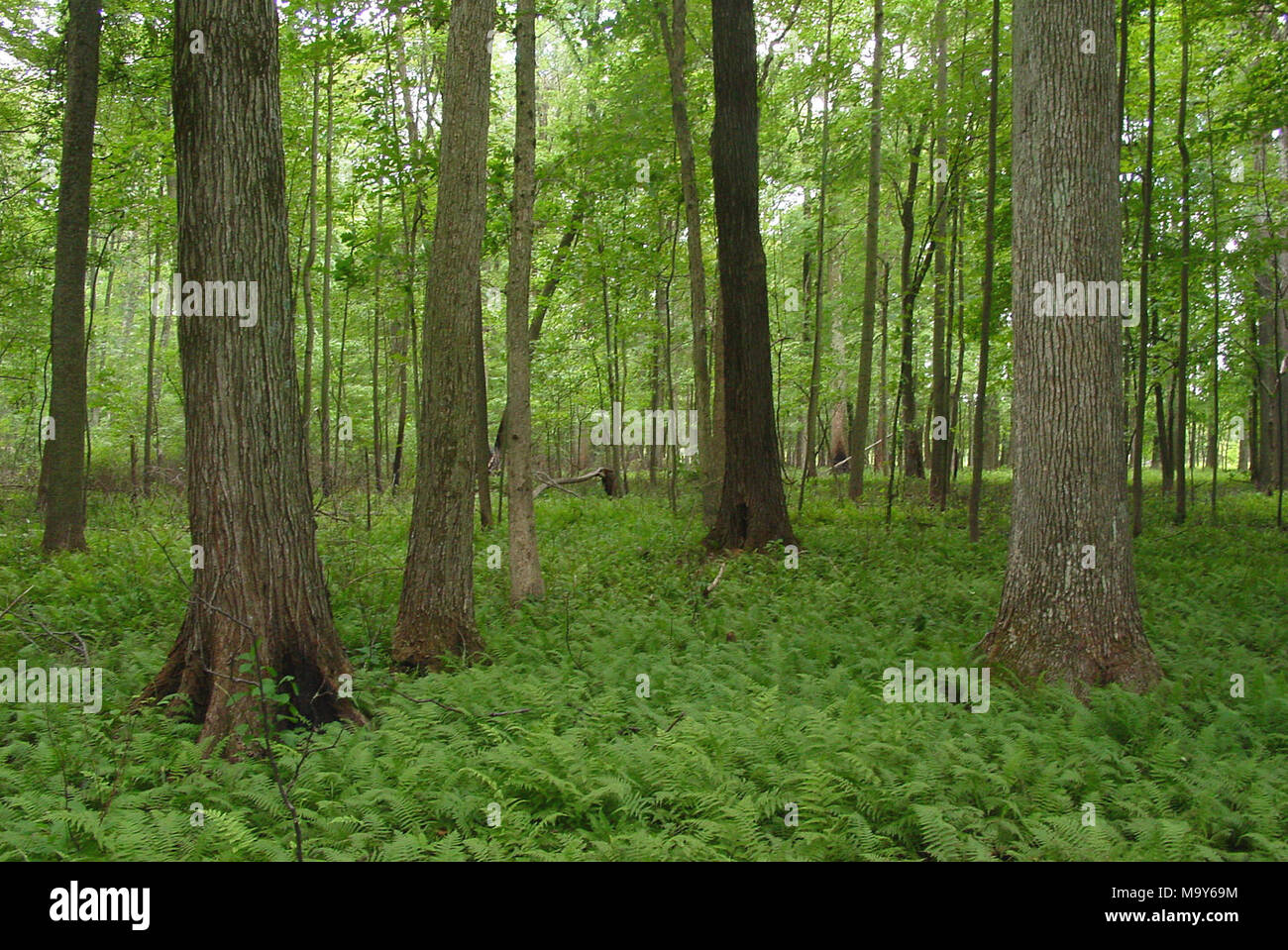 Big Oaks NWR Stock Photo - Alamy