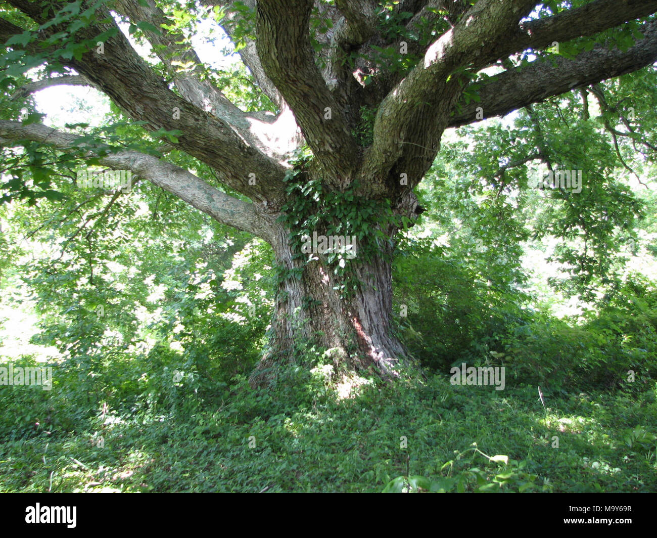 Big Oaks NWR Stock Photo - Alamy
