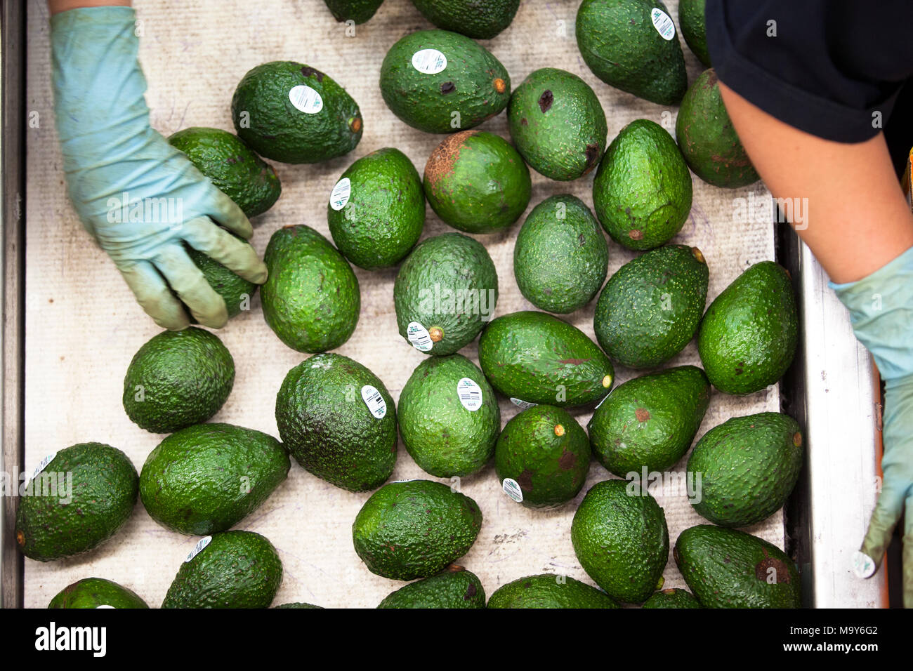 Michoacan avocado hi-res stock photography and images - Alamy