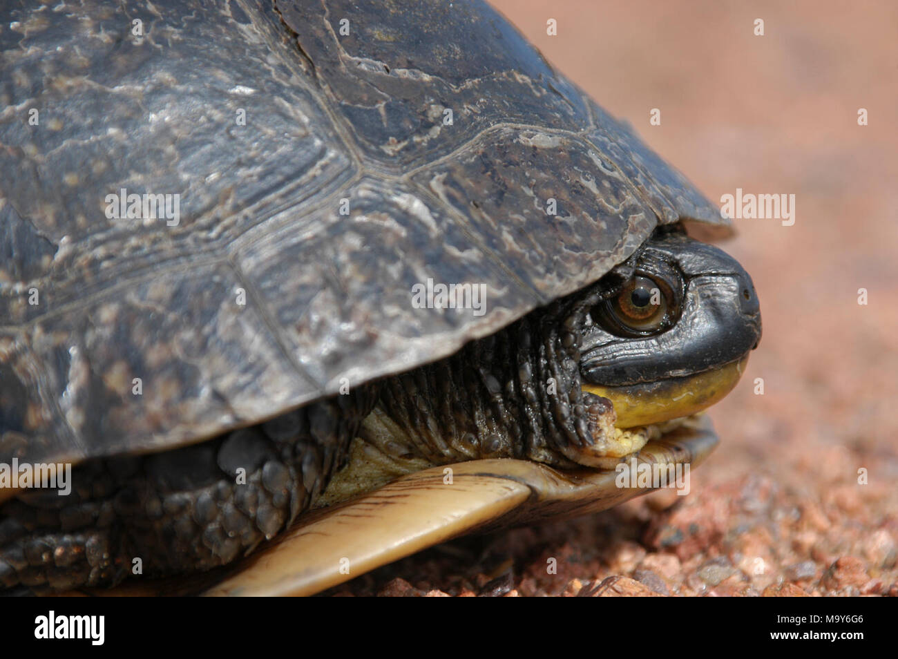 Blanding's turtle hi-res stock photography and images - Alamy