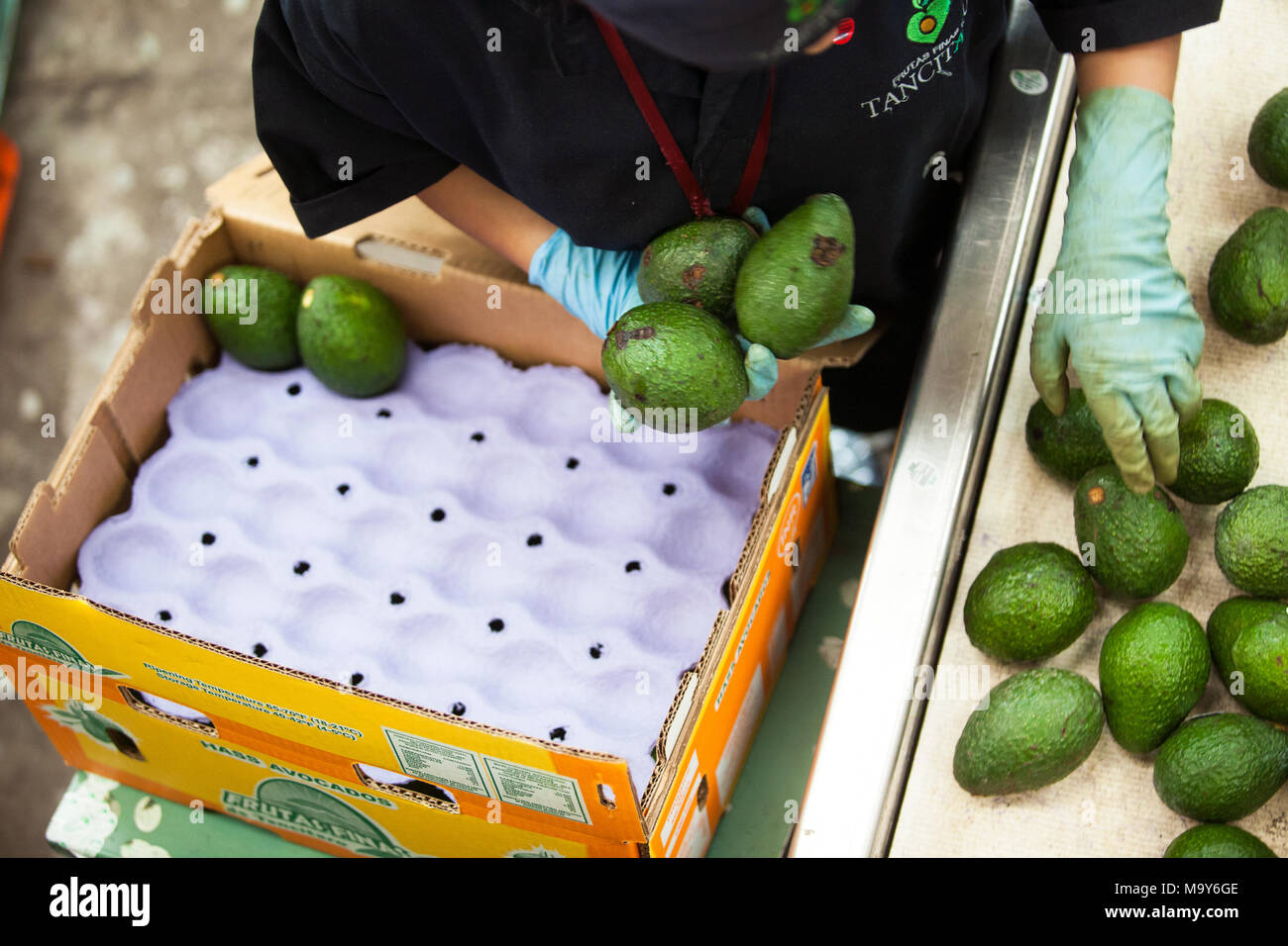 Avocados from mexico hi-res stock photography and images - Alamy