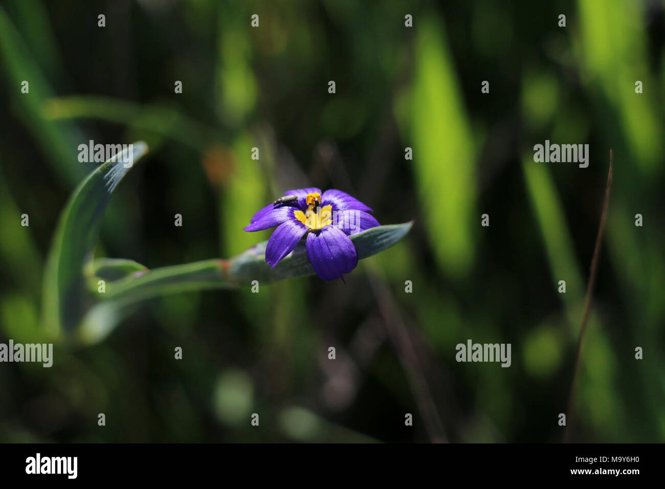 Santa rosa plateau hi-res stock photography and images - Alamy
