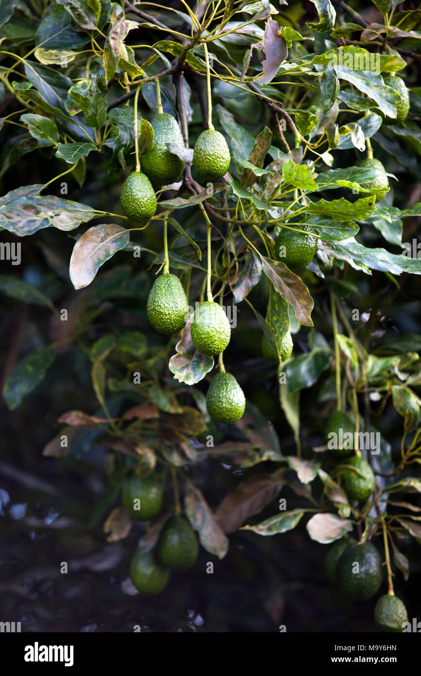Mexico avocado farm hi-res stock photography and images - Alamy