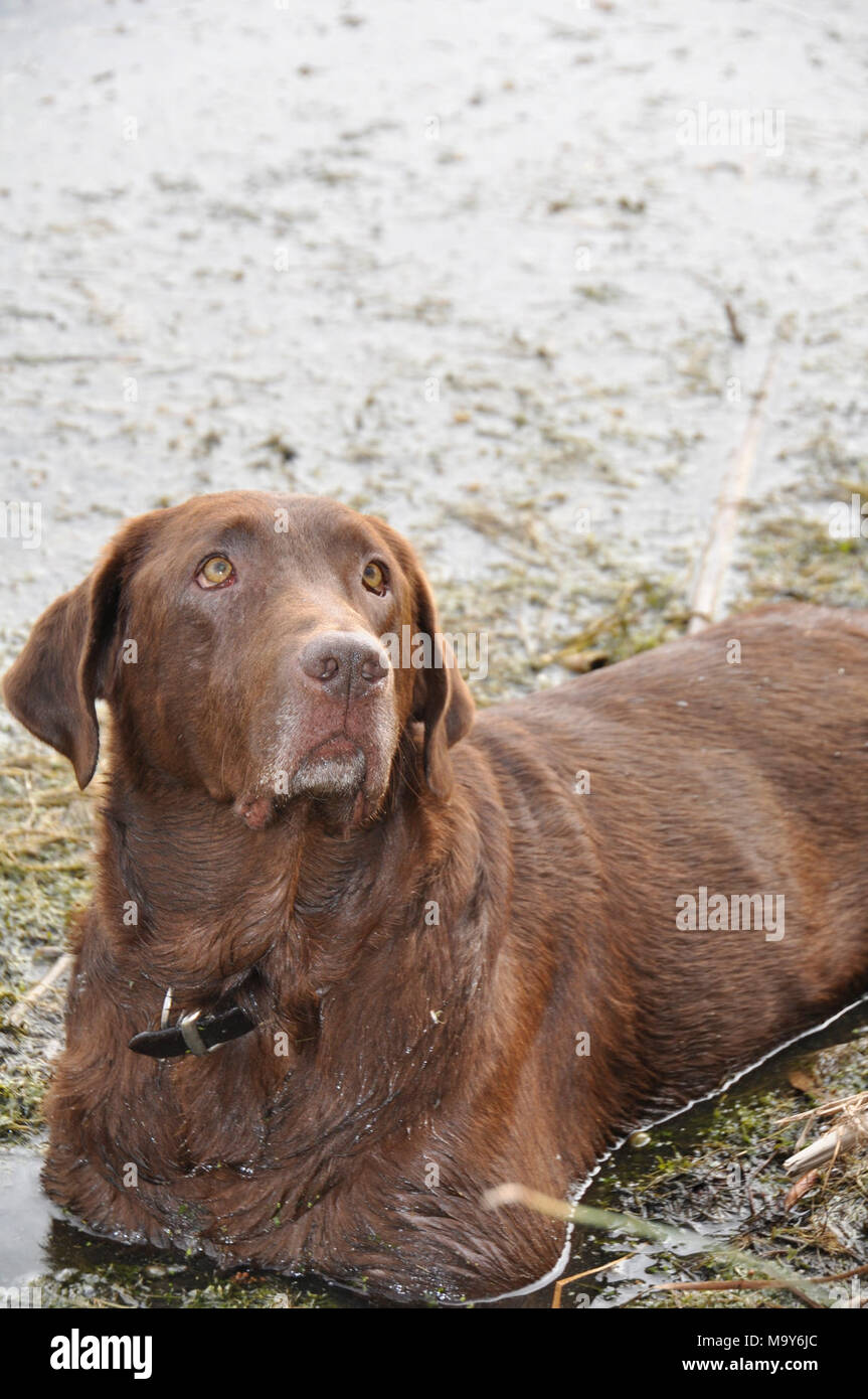 Boomer med. Greg's dedicated hunt dog, 'Boomer' Stock Photo - Alamy