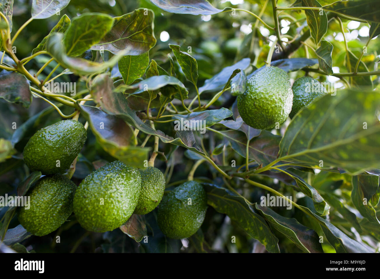 Avocado farm mexico hi-res stock photography and images - Alamy