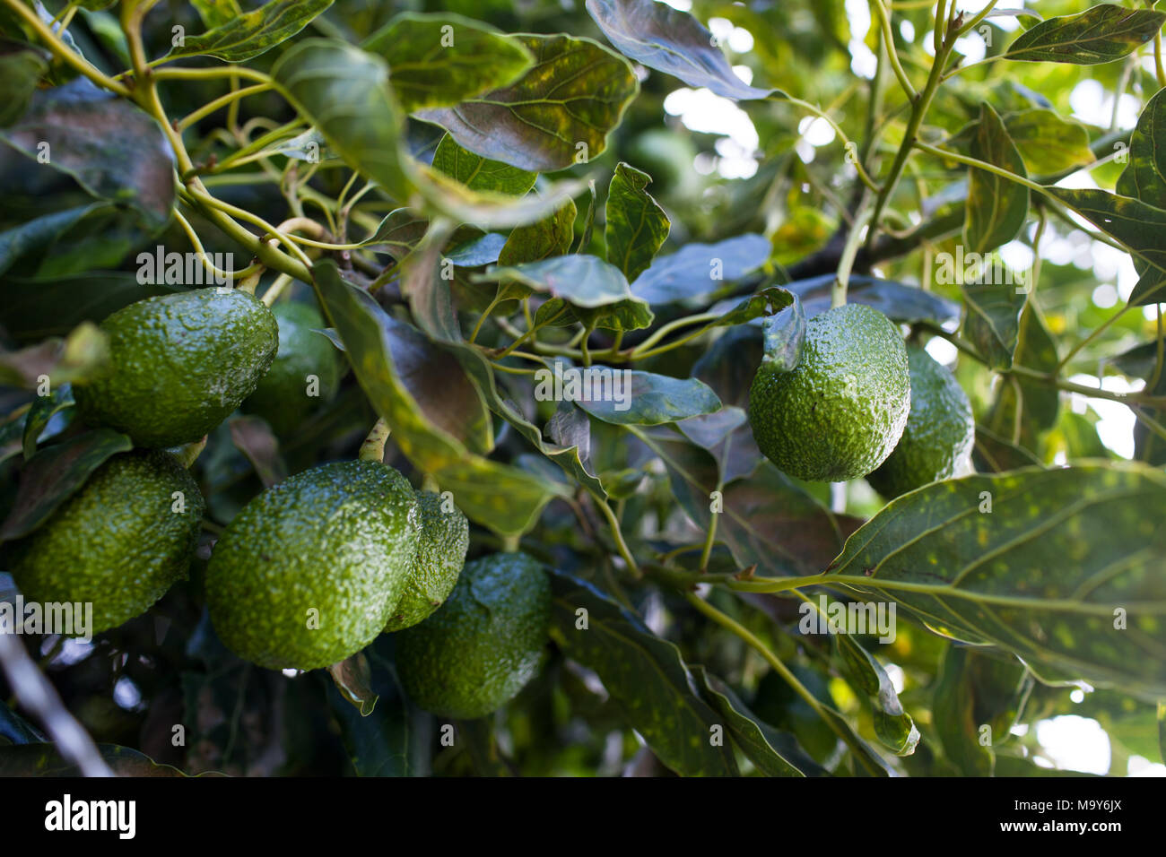 Mexico avocado farm hi-res stock photography and images - Alamy