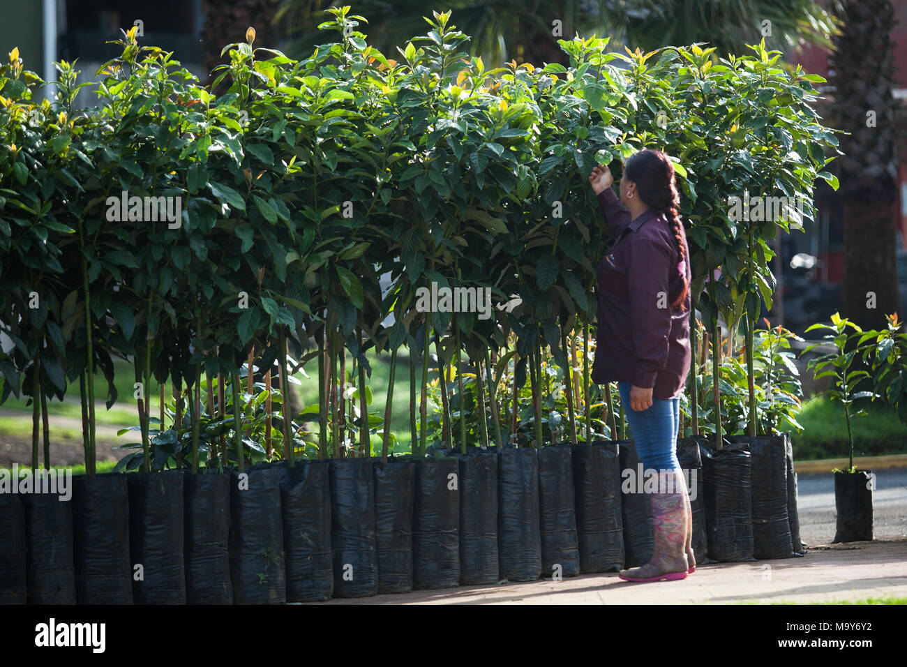 Avocado production mexico hi-res stock photography and images - Alamy