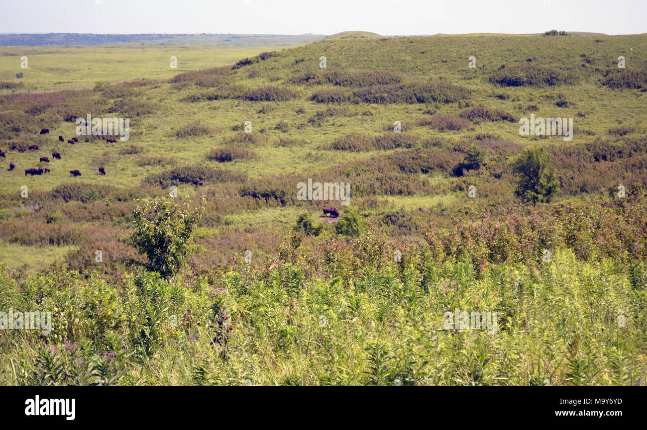 Buffalo at Konza Prairie Stock Photo - Alamy