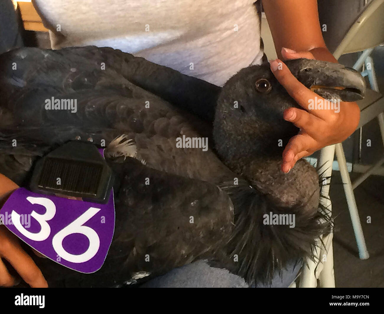 California condor #636. (Sept. 17, 2014) - California condor #636 at ...