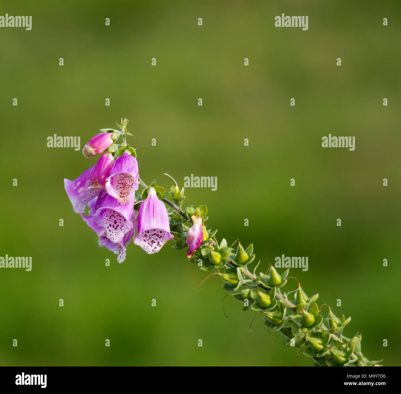 Digitalis spp hi-res stock photography and images - Alamy