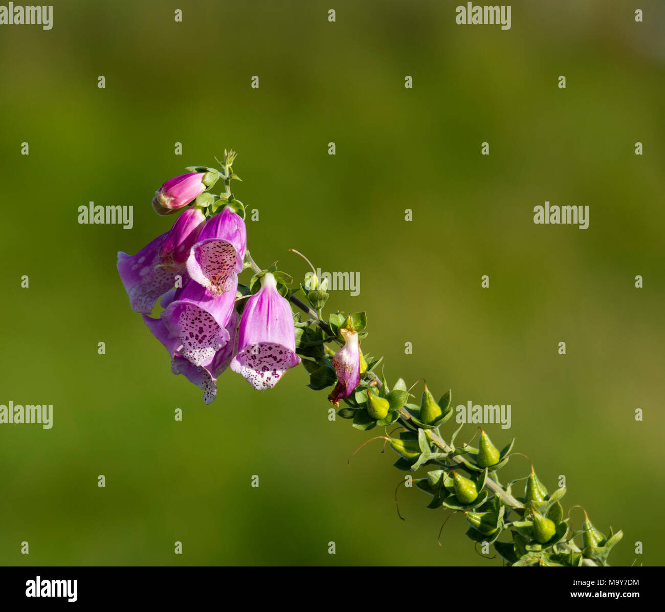 Digitalis spp hi-res stock photography and images - Alamy