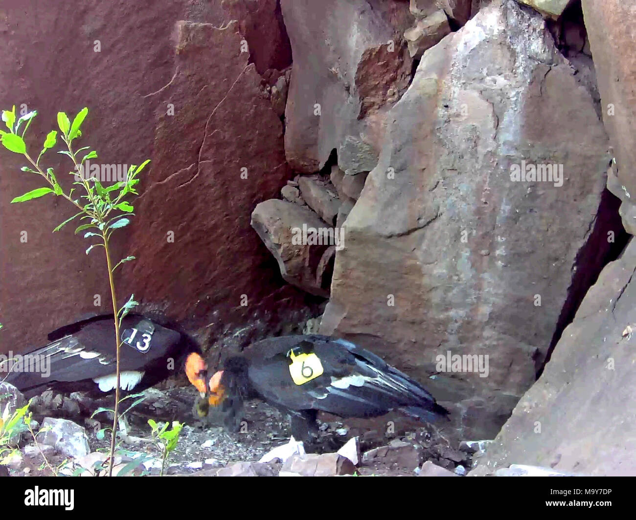Condor Nest Cam