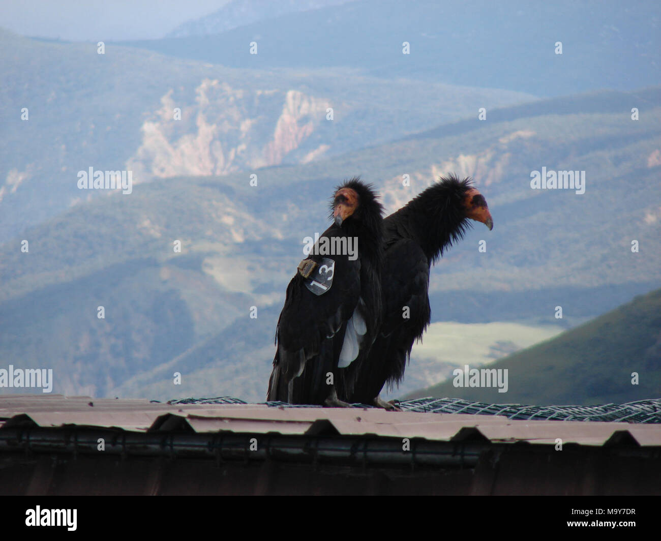 California condors #513 and #206. LOS PADRES NATIONAL FOREST (May 31 ...