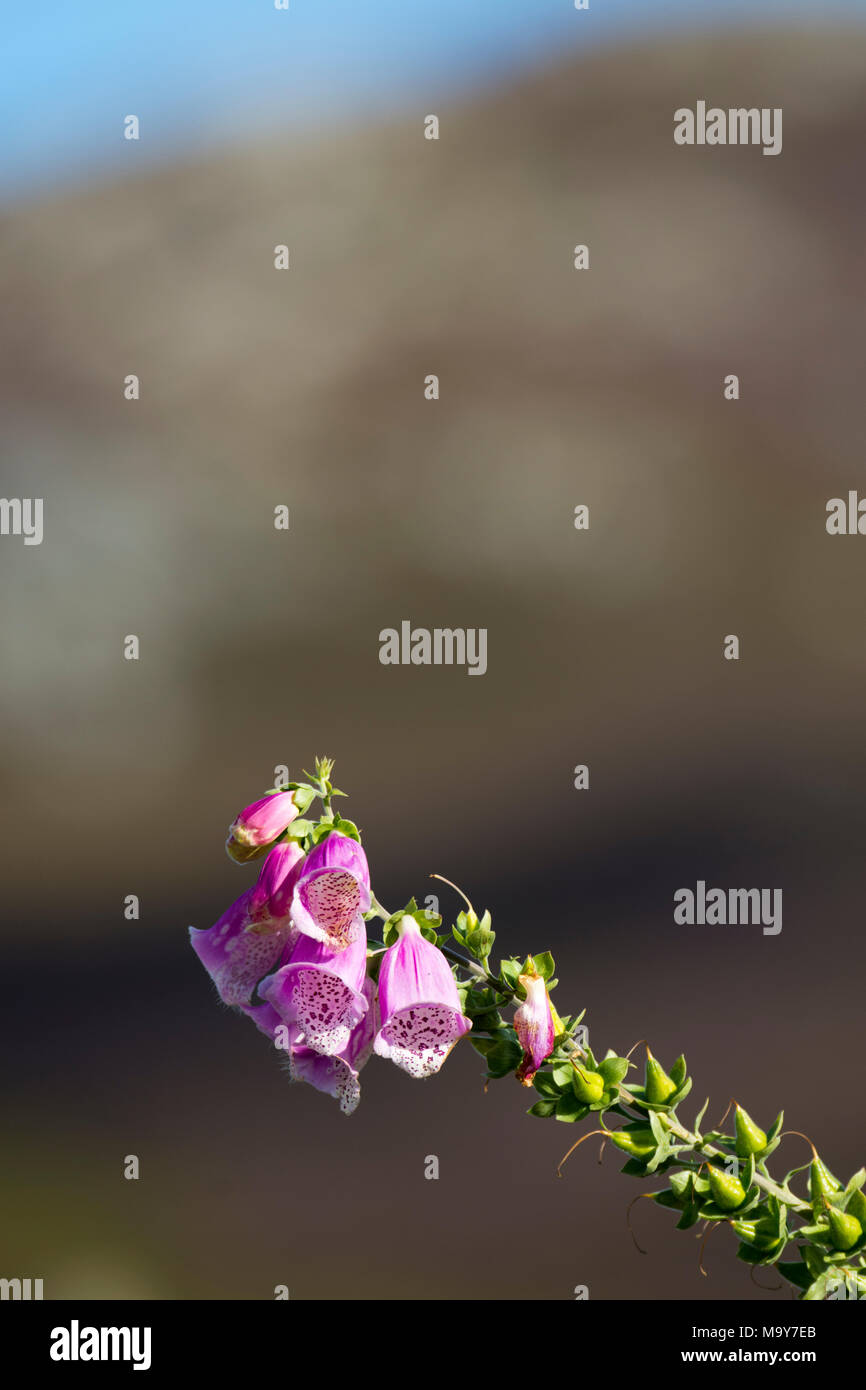 Digitalis spp hi-res stock photography and images - Alamy