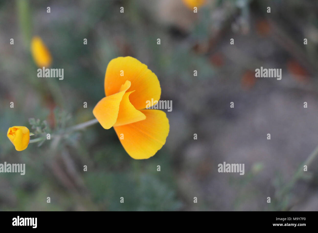 Santa rosa plateau hi-res stock photography and images - Alamy