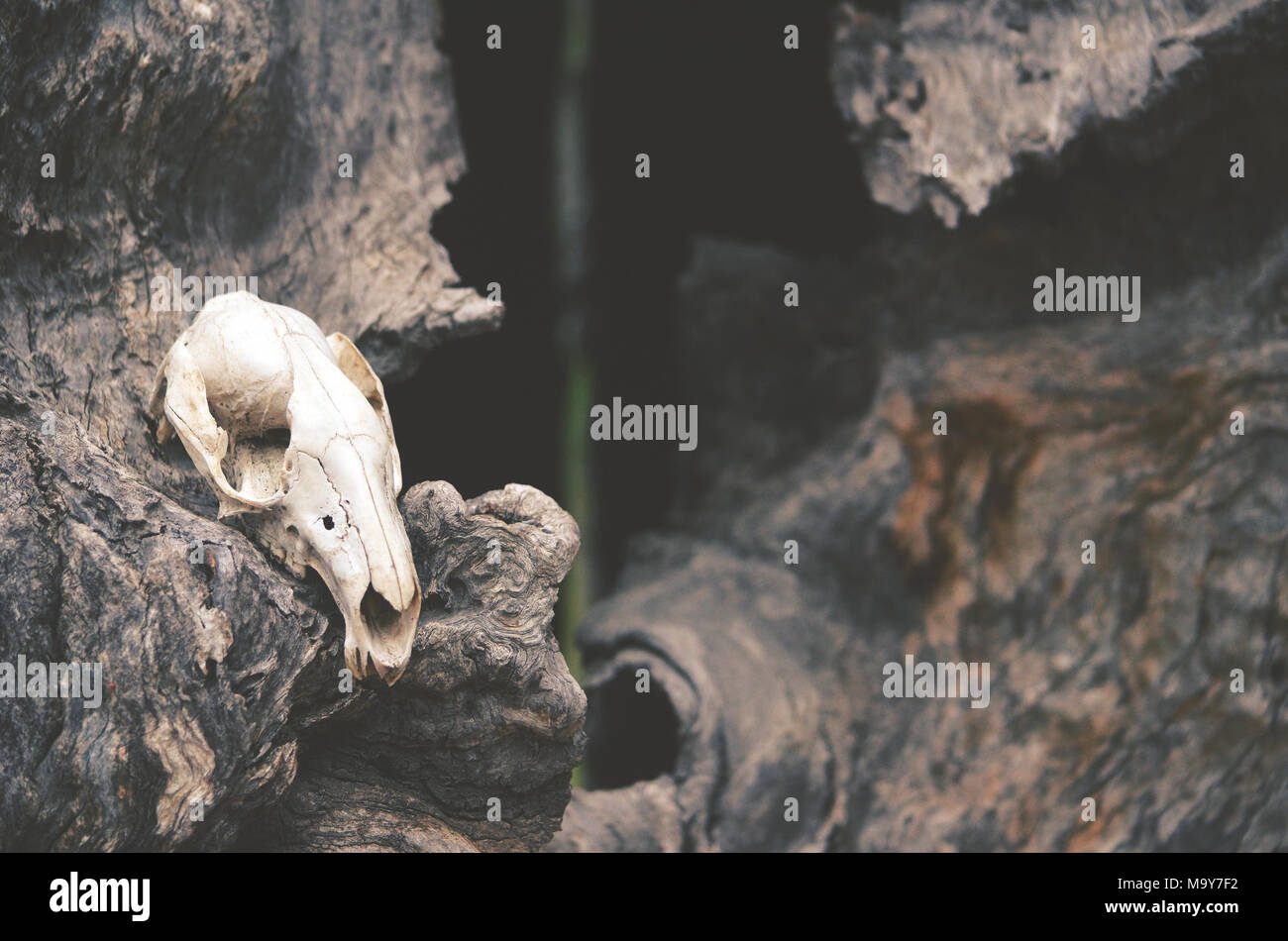 Kangaroo skull on dead tree in front of tree hollow. Moody, dark, pagan ...