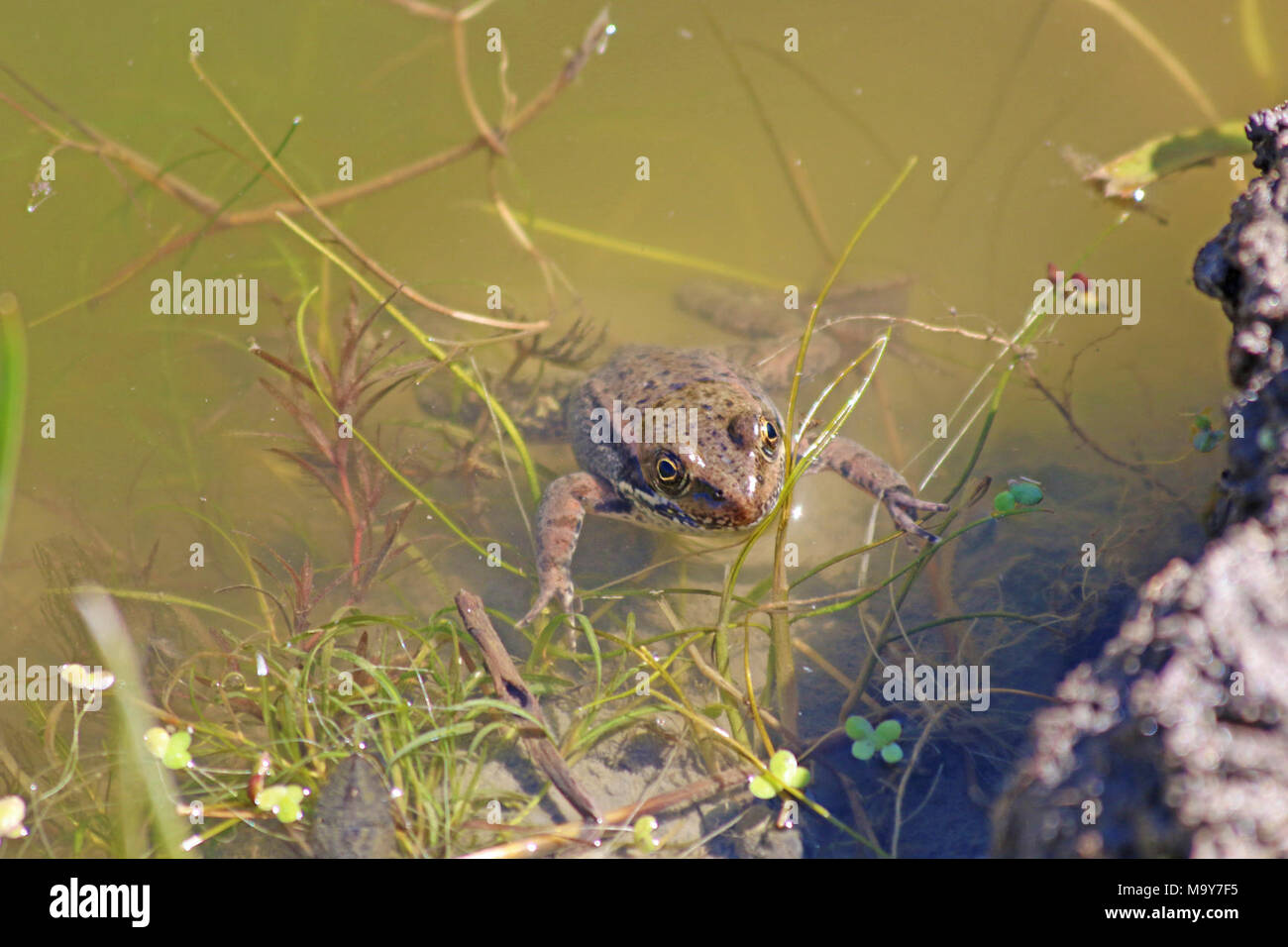 California Red-Legged frog at McClure pond . A California red-legged ...