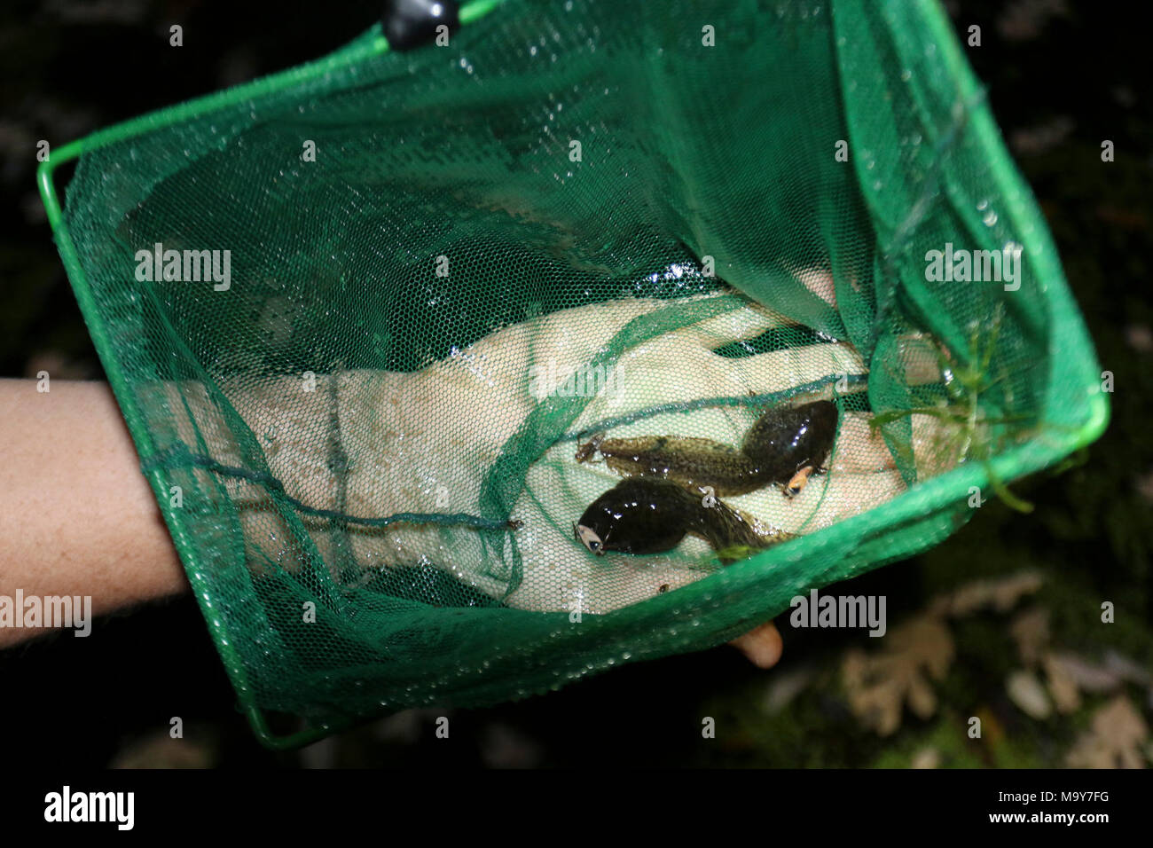 California red-legged frog tadpoles Stock Photo - Alamy
