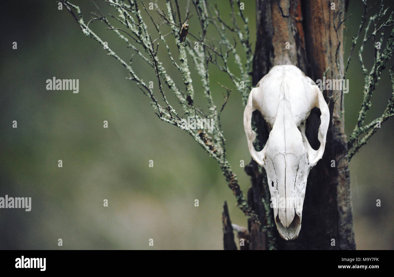 Kangaroo skull on moss covered tree stump in forest. Moody, dark, pagan ...