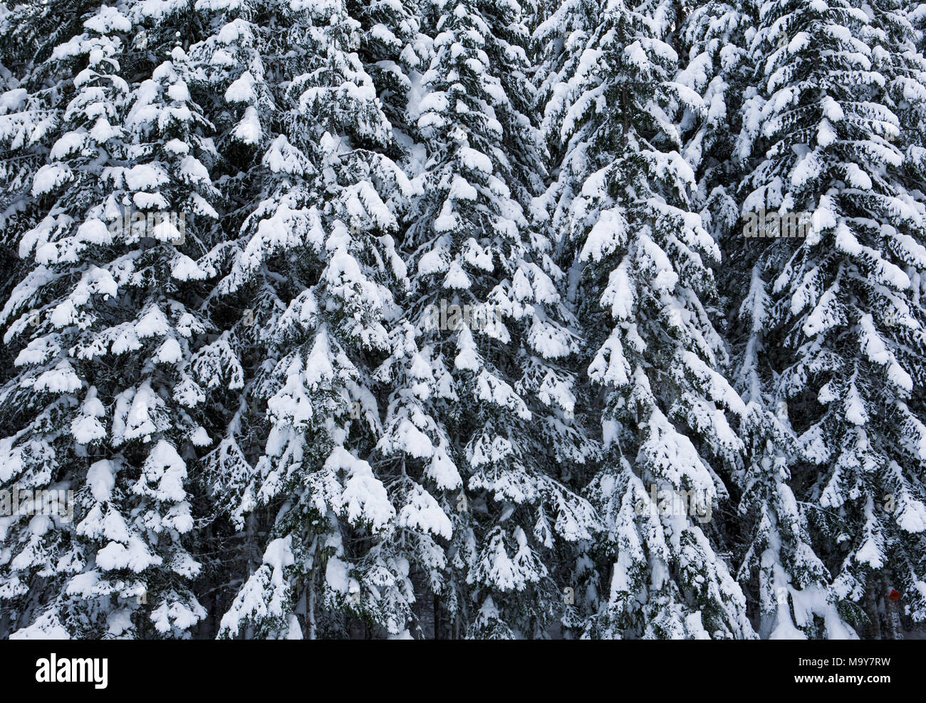 Snow covered coniferous trees on the East slopes of the Cascade ...