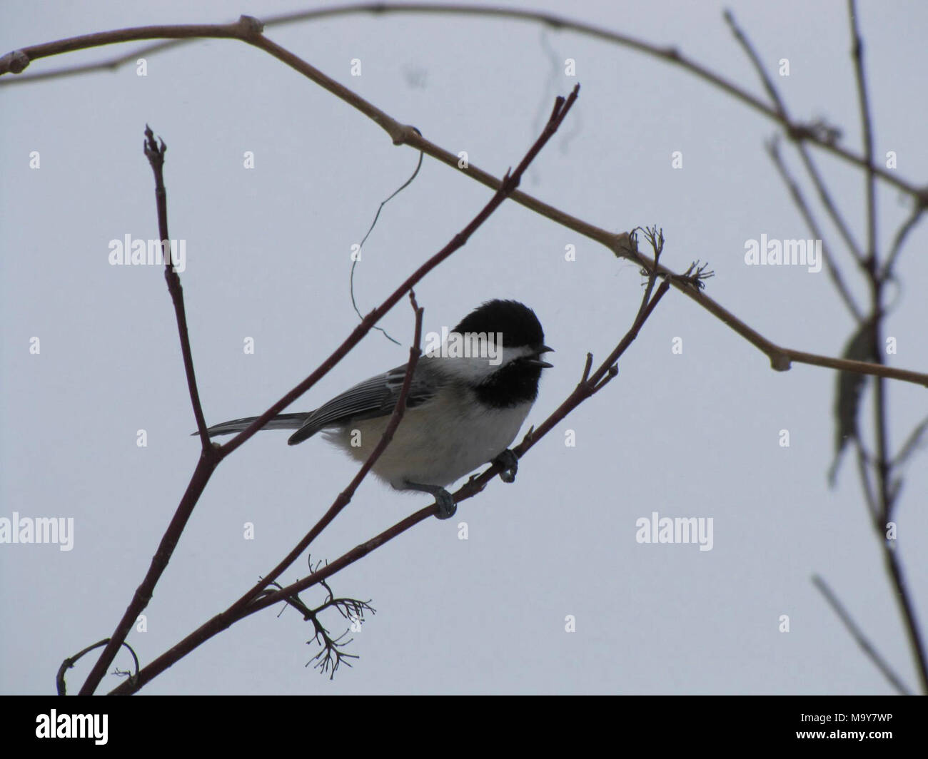 Chickadee nature photo image hi-res stock photography and images - Alamy