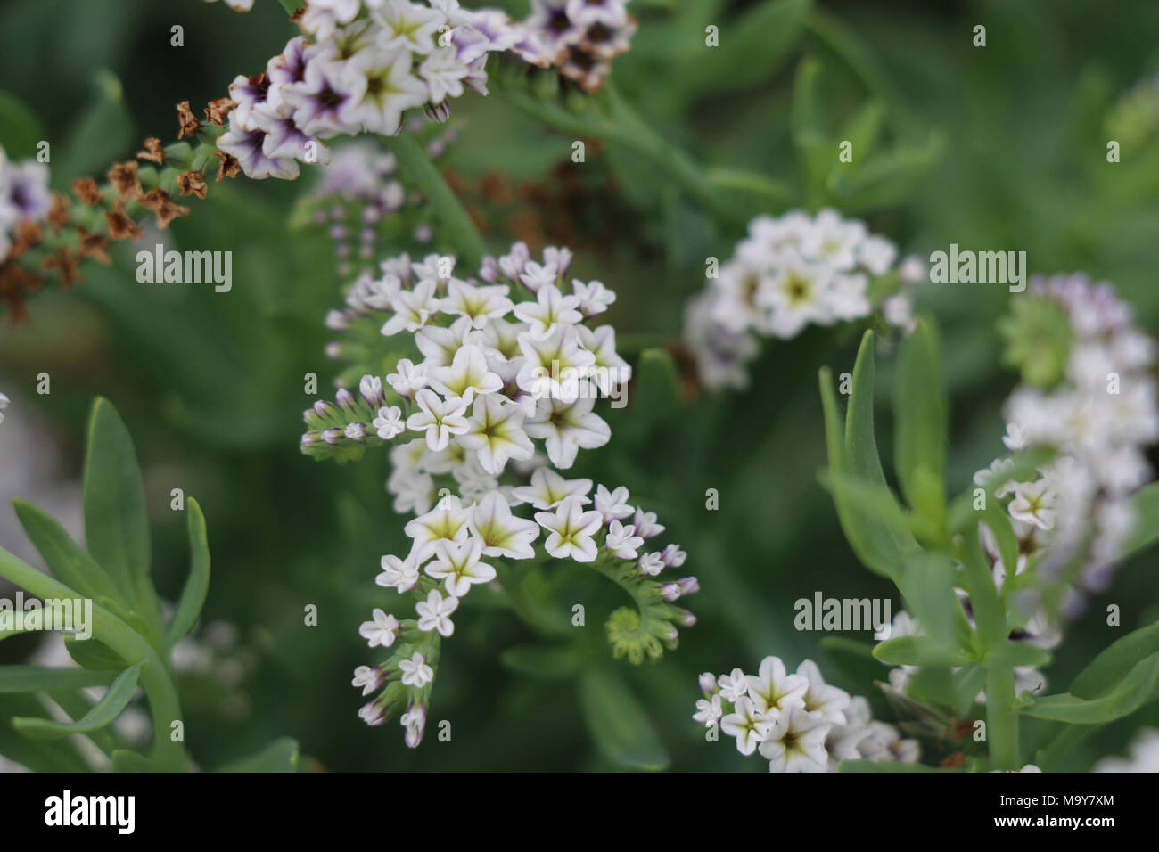Heliotropium spp hi-res stock photography and images - Alamy