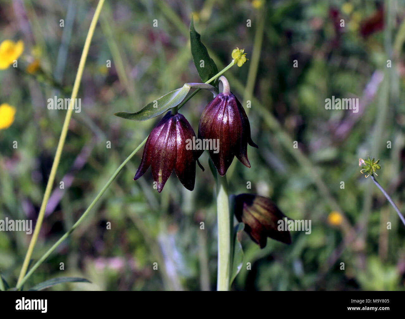 Native chocolate lily hi-res stock photography and images - Alamy