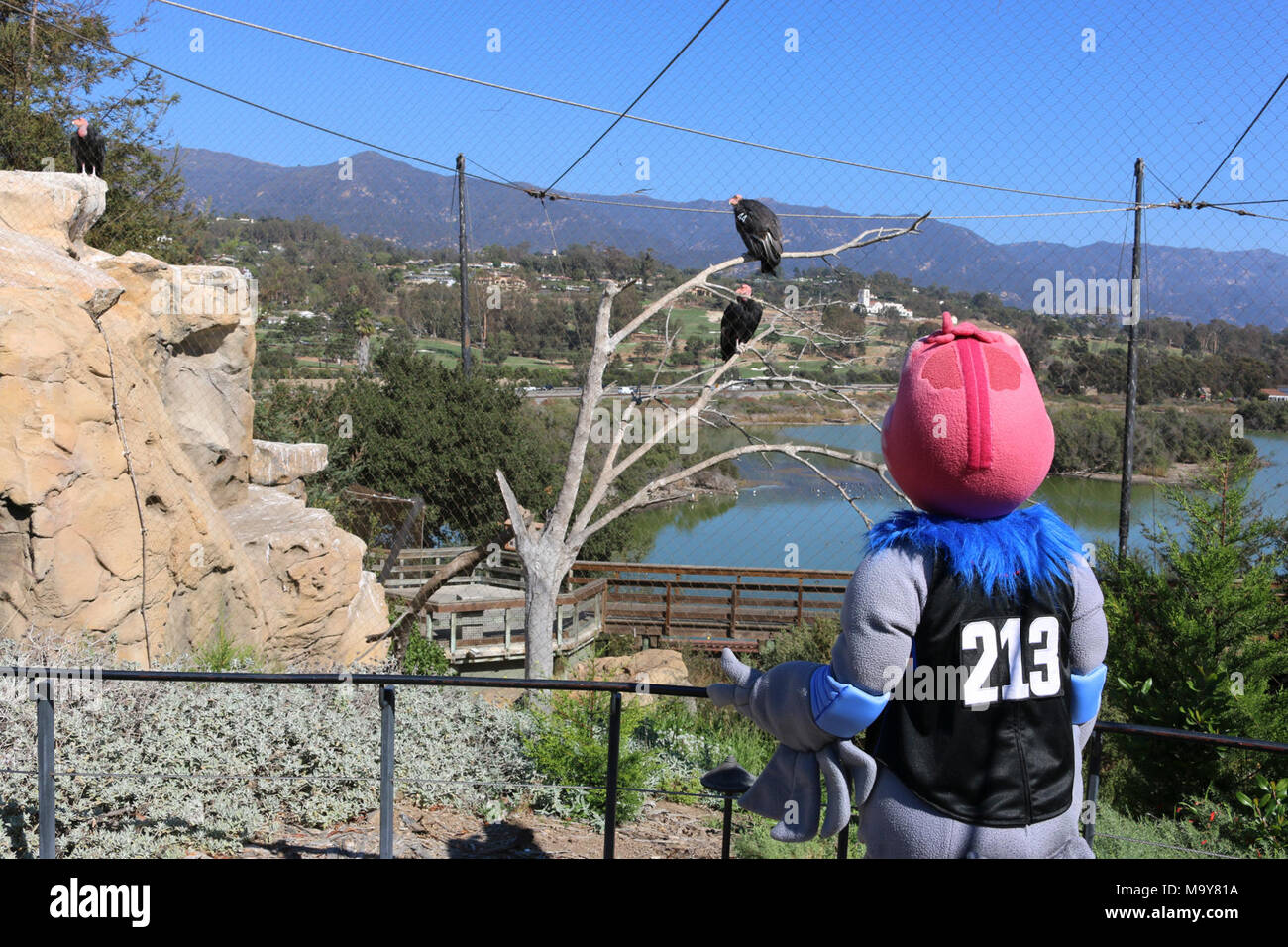 Chuck the Condor admires a real life California condor at. Ashley ...