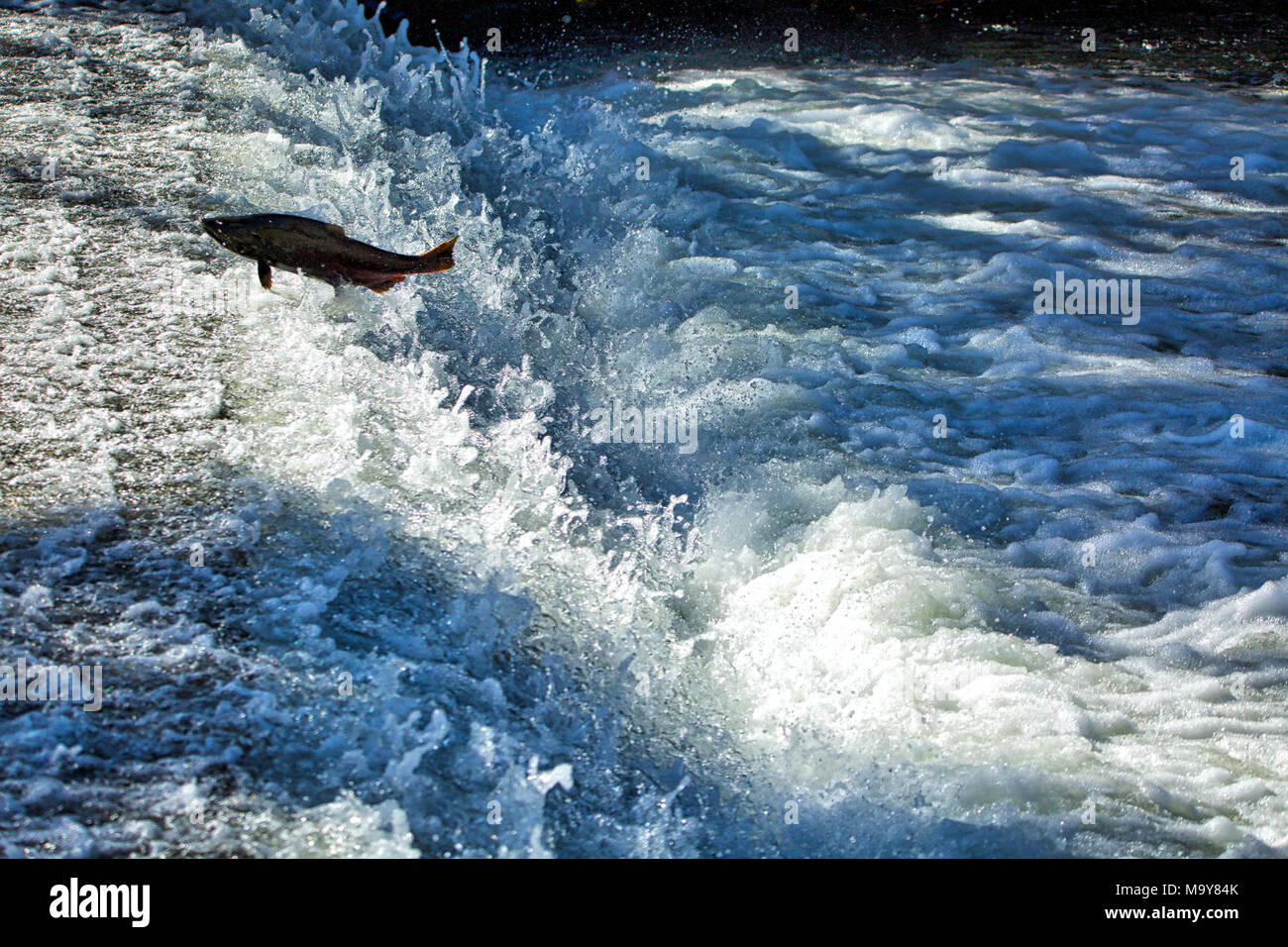 Coleman National Fish Hatchery. Salmon jumping at the Coleman NFH fish ...