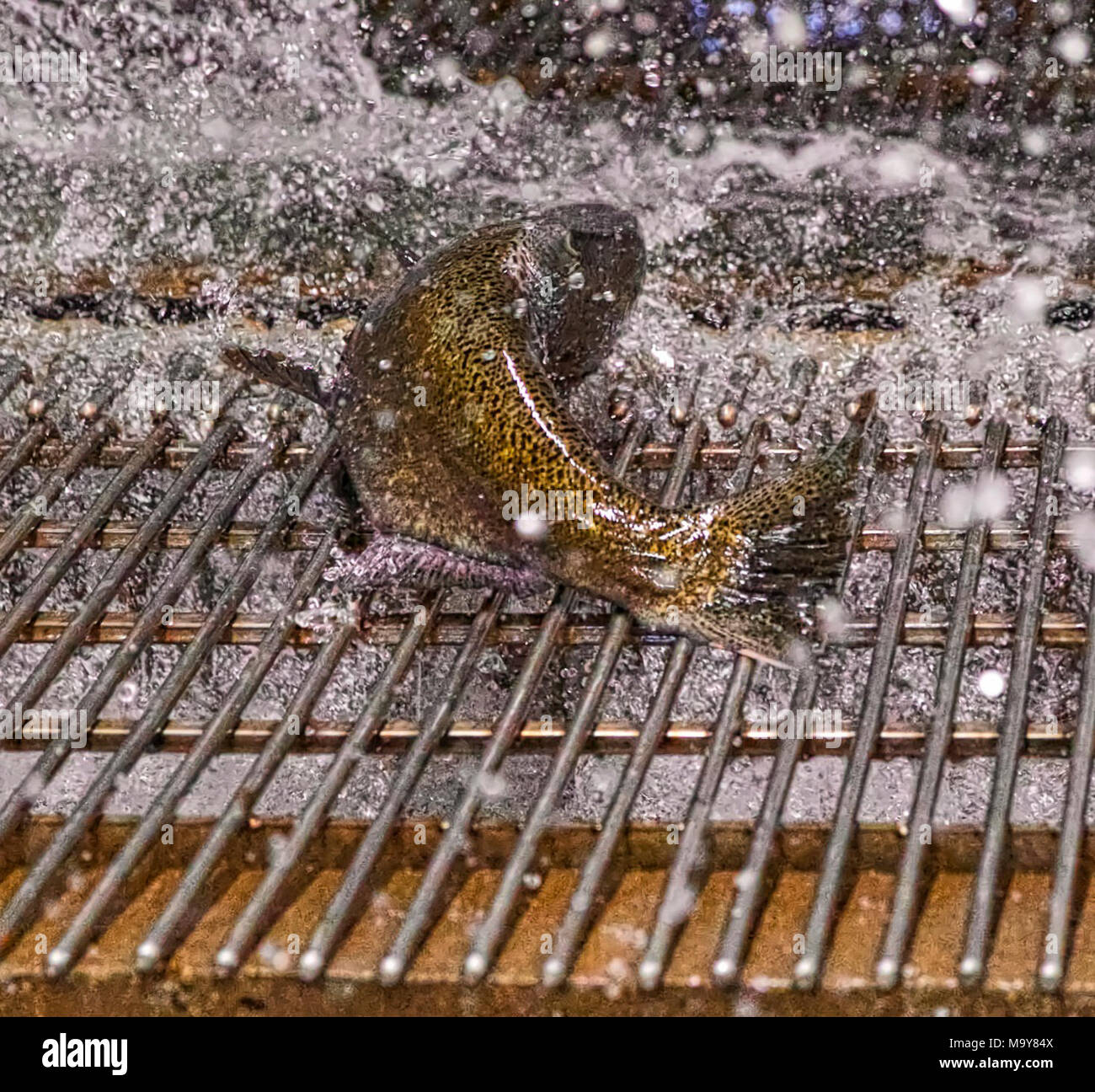 Coleman National Fish Hatchery. Fall-run Chinook salmon Stock Photo - Alamy