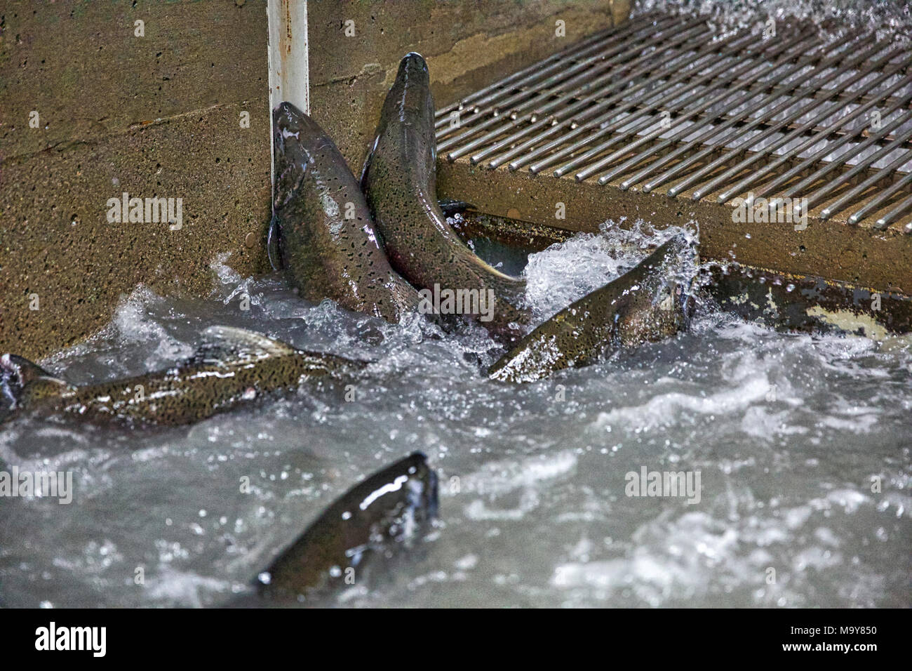 Coleman national fish hatchery hi-res stock photography and images - Alamy