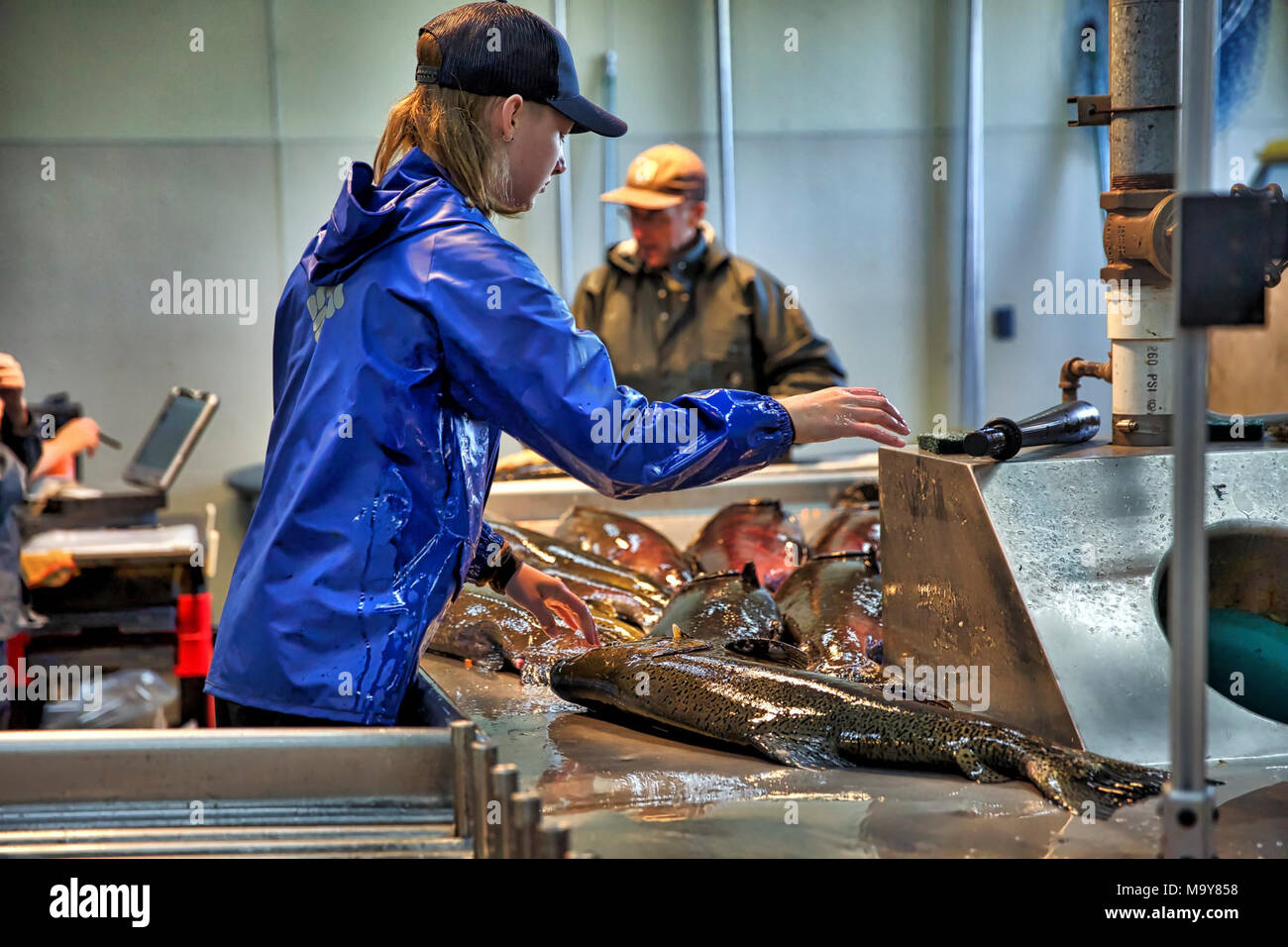Coleman National Fish Hatchery. Processing fall-run Chinook salmon ...