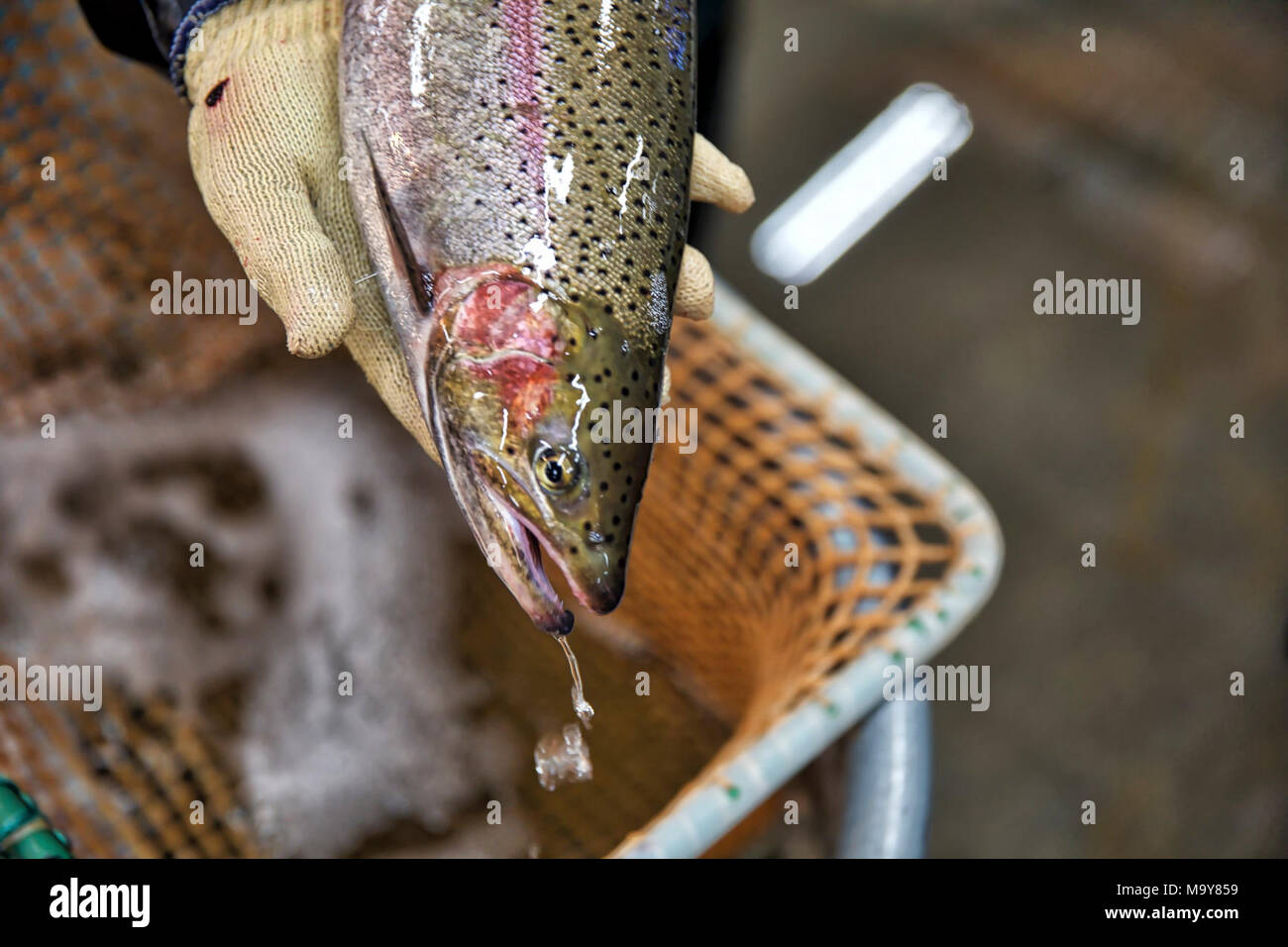 Coleman national fish hatchery hi-res stock photography and images - Alamy