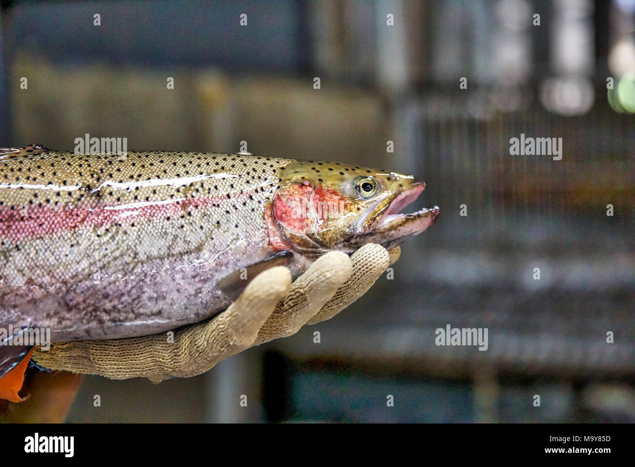 Coleman National Fish Hatchery. A Central Valley Steelhead Stock Photo ...