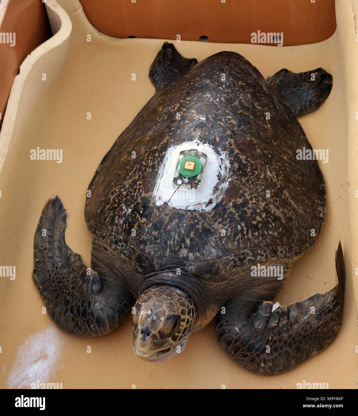 Comber is ready for release!. Comber is ready for release, fully ...