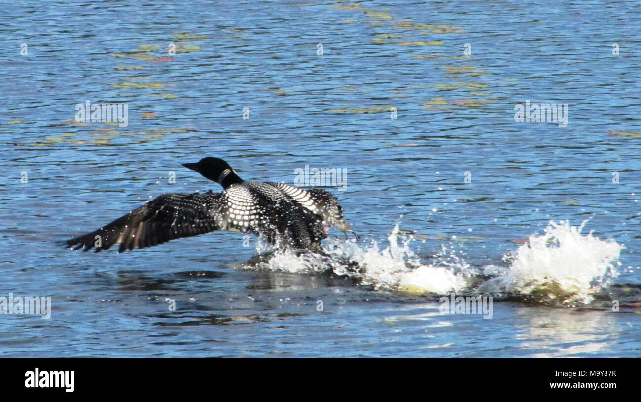 Common loon photo hi-res stock photography and images - Alamy