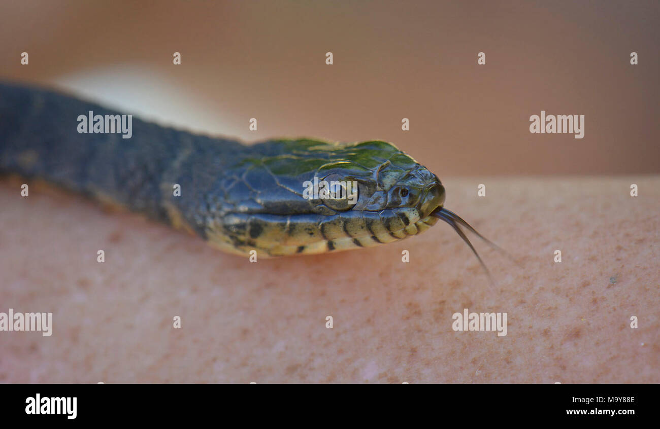 Common watersnake (Nerodia sipedon) captured near Roseville, CA ...