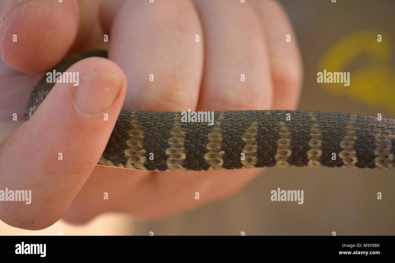 Common watersnake (Nerodia sipedon) captured near Roseville, CA ...