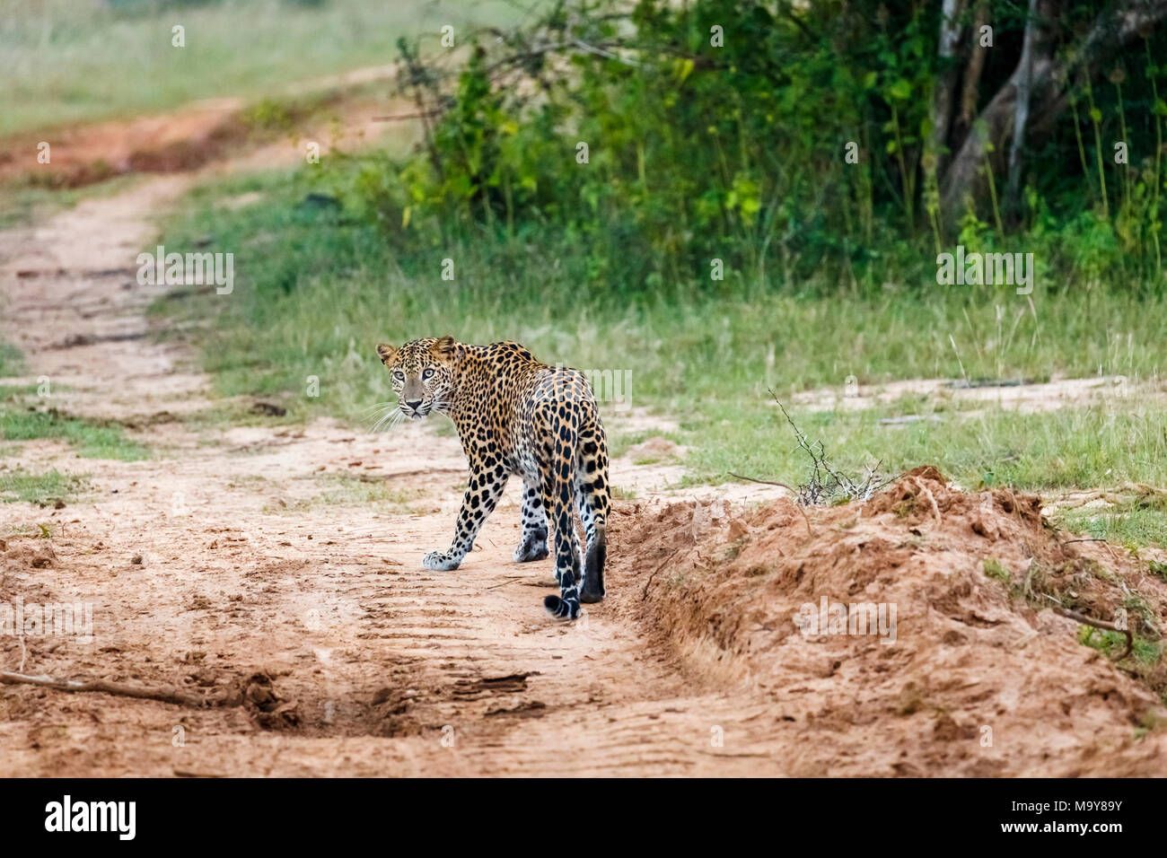 Female leopard (Panthera pardus) standing on a track looking back ...