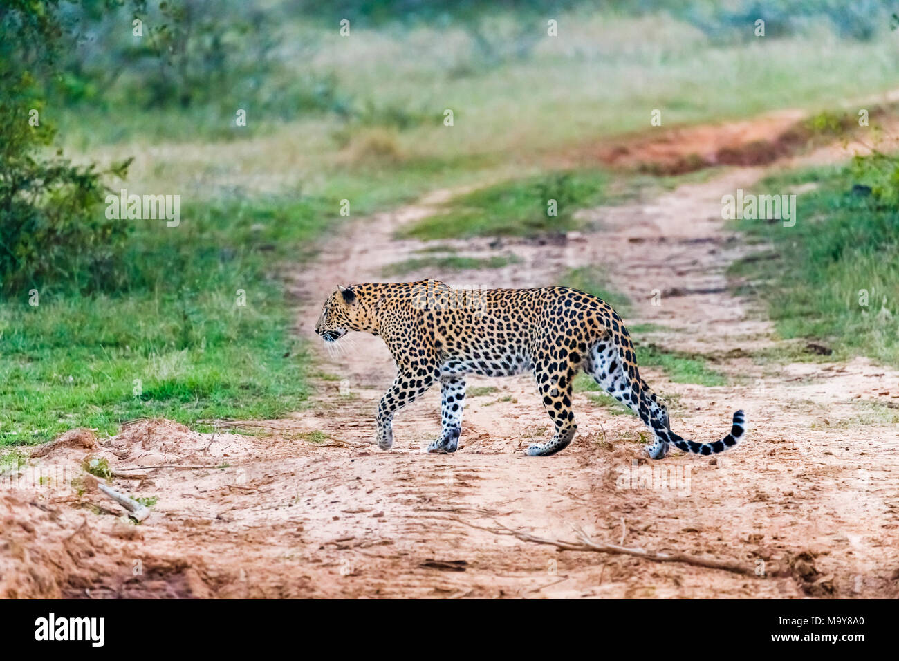 Female leopard (Panthera pardus) walking across a track looking back ...