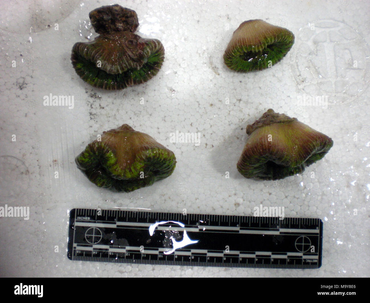 Operation jungle book hi-res stock photography and images - Alamy