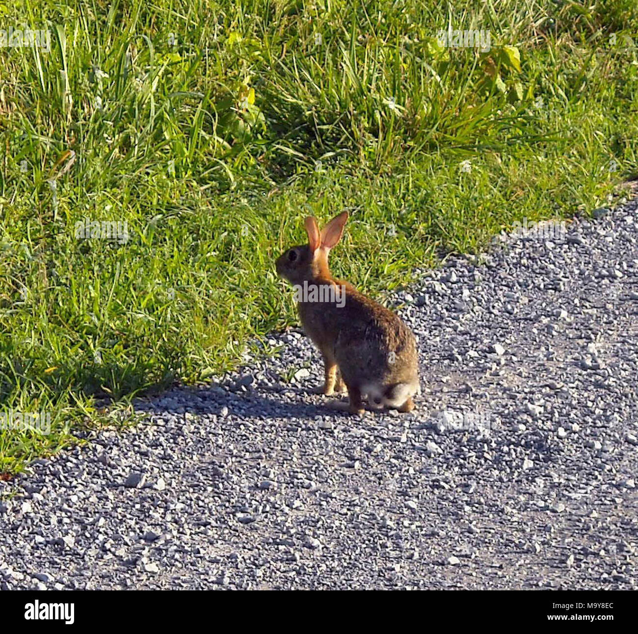 Cottontail. The first batch of young cottontails are out of the nest ...