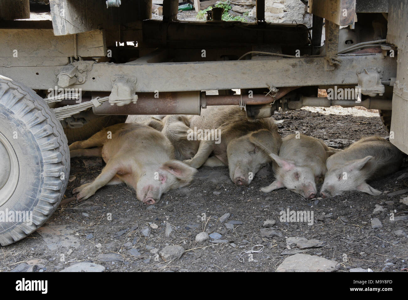 Pigs sleeping in the shade under a truck, village of Ushguli, Upper ...