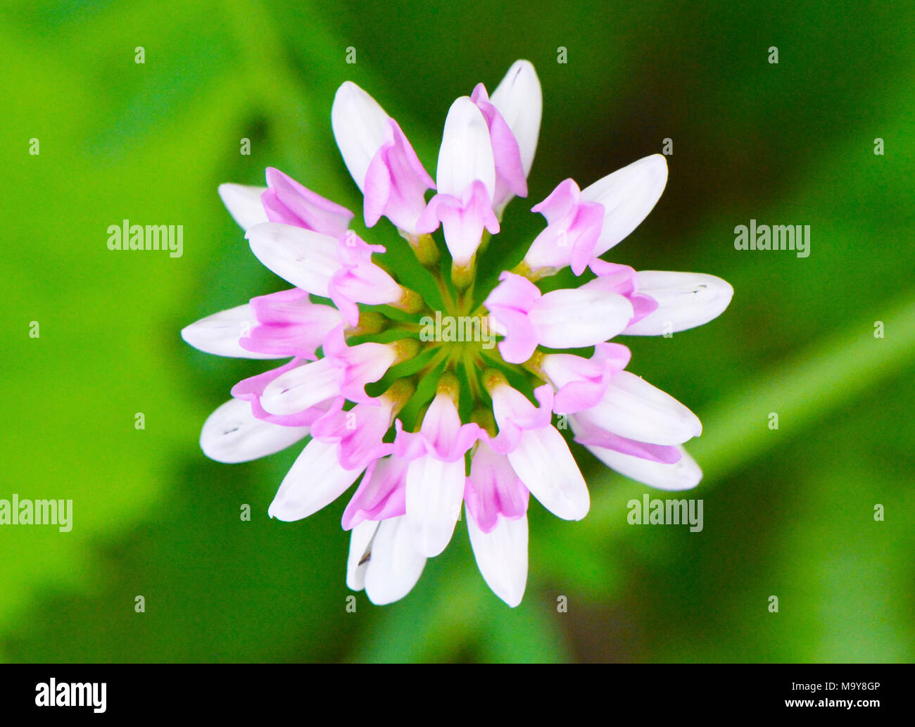 Crown vetch is a beautiful but invasive flower Stock Photo - Alamy