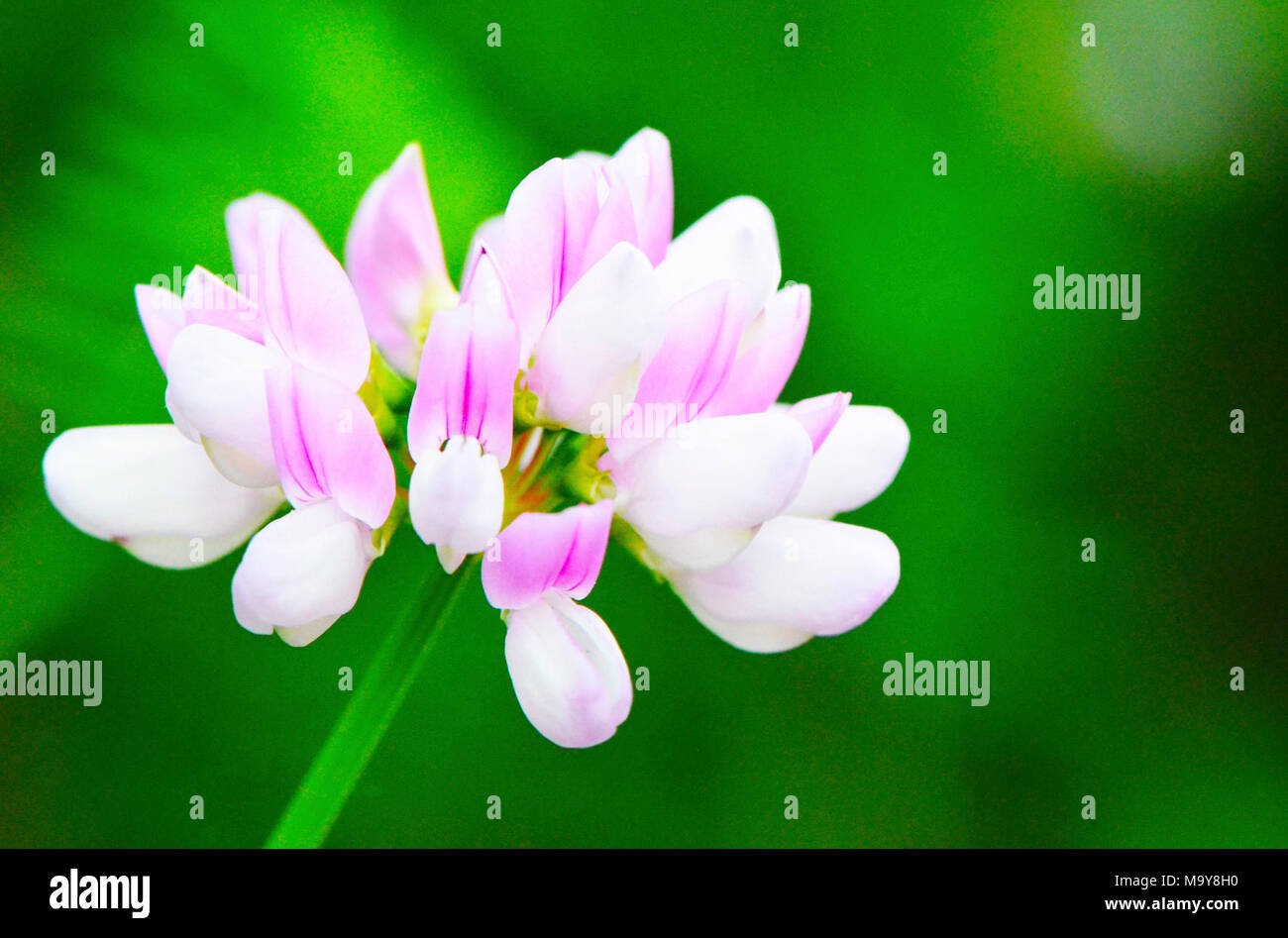 Crown vetch is a beautiful but invasive flower Stock Photo - Alamy