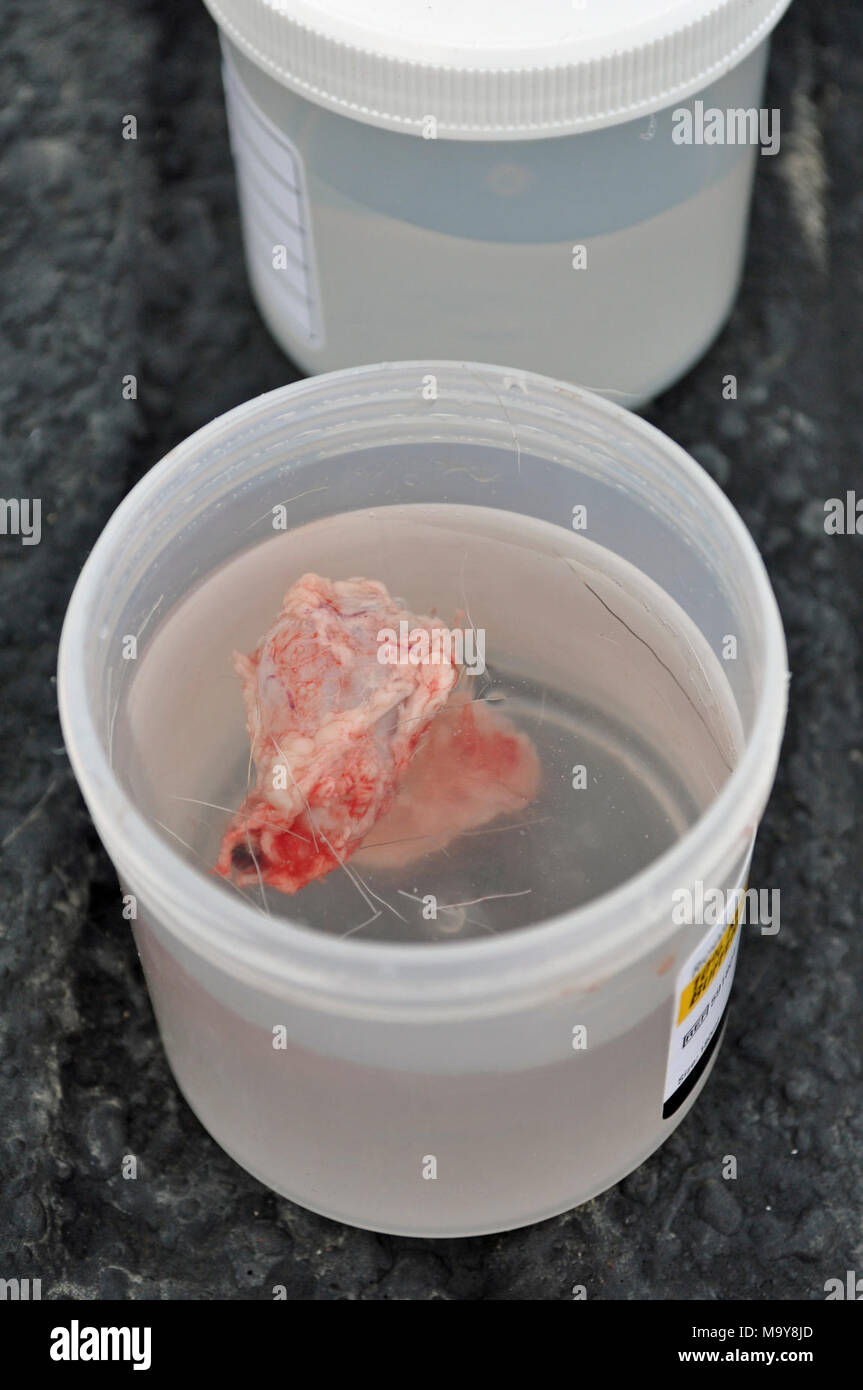 CWD Sampling. Upper Mississippi River National Wildlife Fish Refuge ...