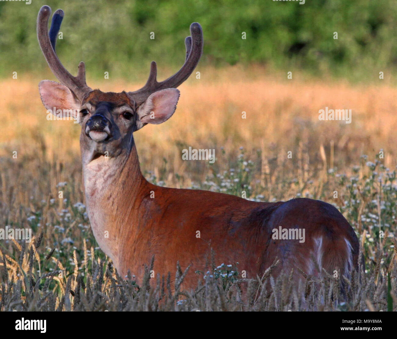 Deer. Members of the Refuge staff chose this photo of a buck by Jim ...