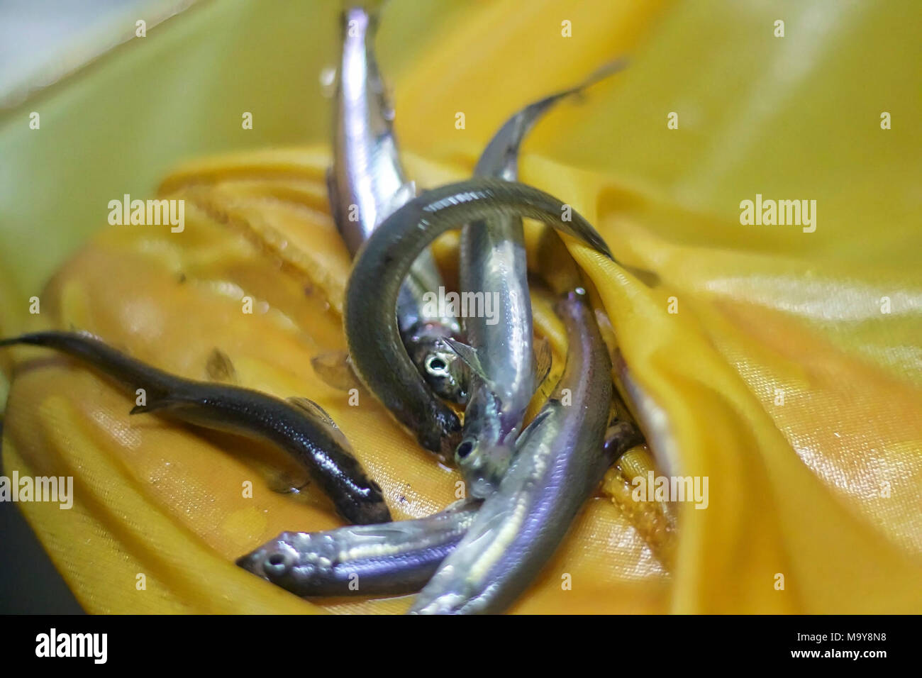 Livingston stone national fish hatchery hi-res stock photography and ...