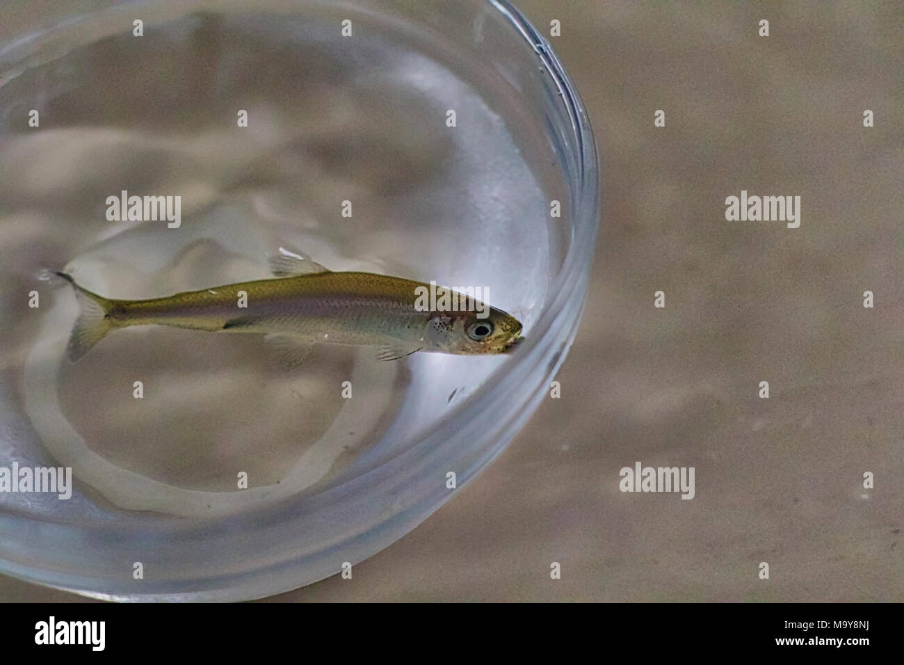 California delta smelt hi-res stock photography and images - Alamy